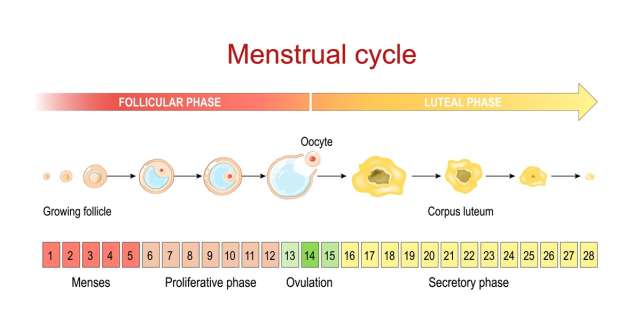 Fazele ciclului menstrual - Cum îți dai seama când ești în faza luteală ...
