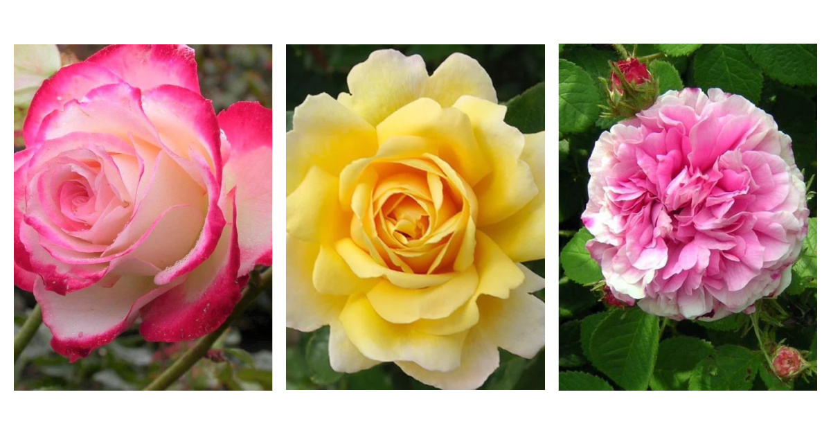 Top 10 cei mai celebri trandafiri din lume