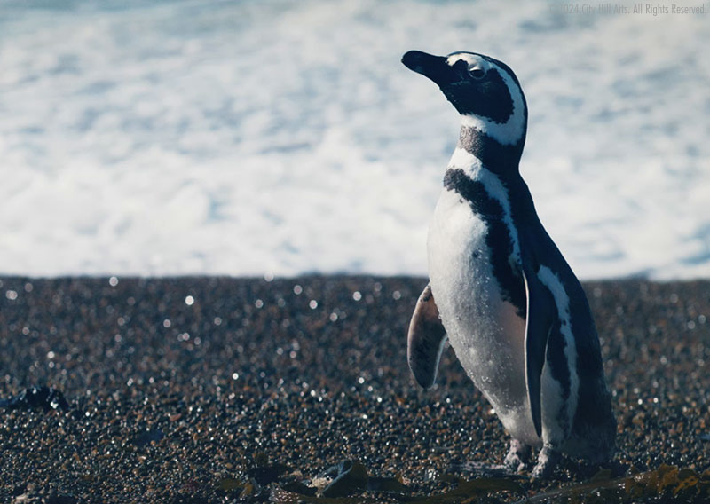 DinDim, prietenul meu pinguin – o poveste plină de emoție și farmec ...
